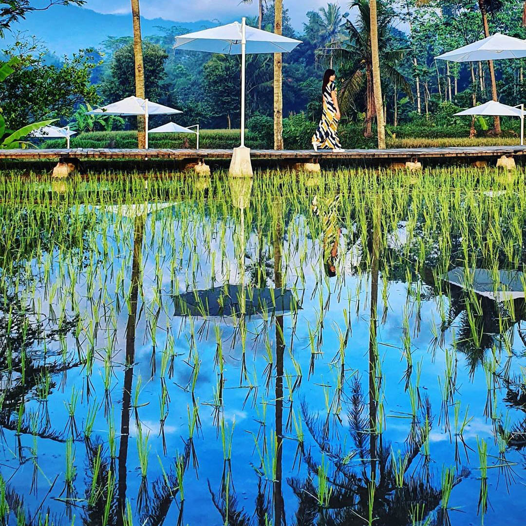 Svargabumi In Borobudur Has Photo Spots Inside A Scenic Rice Paddy