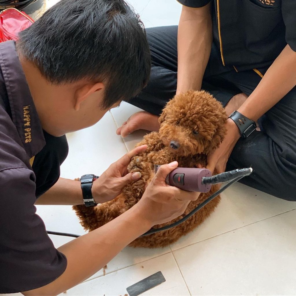 8 Pet Grooming Services In Jakarta That Will Treat Your Pets Like Royalty