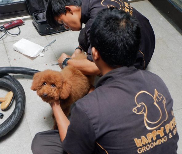 8 Pet Grooming Services In Jakarta That Will Treat Your Pets Like Royalty